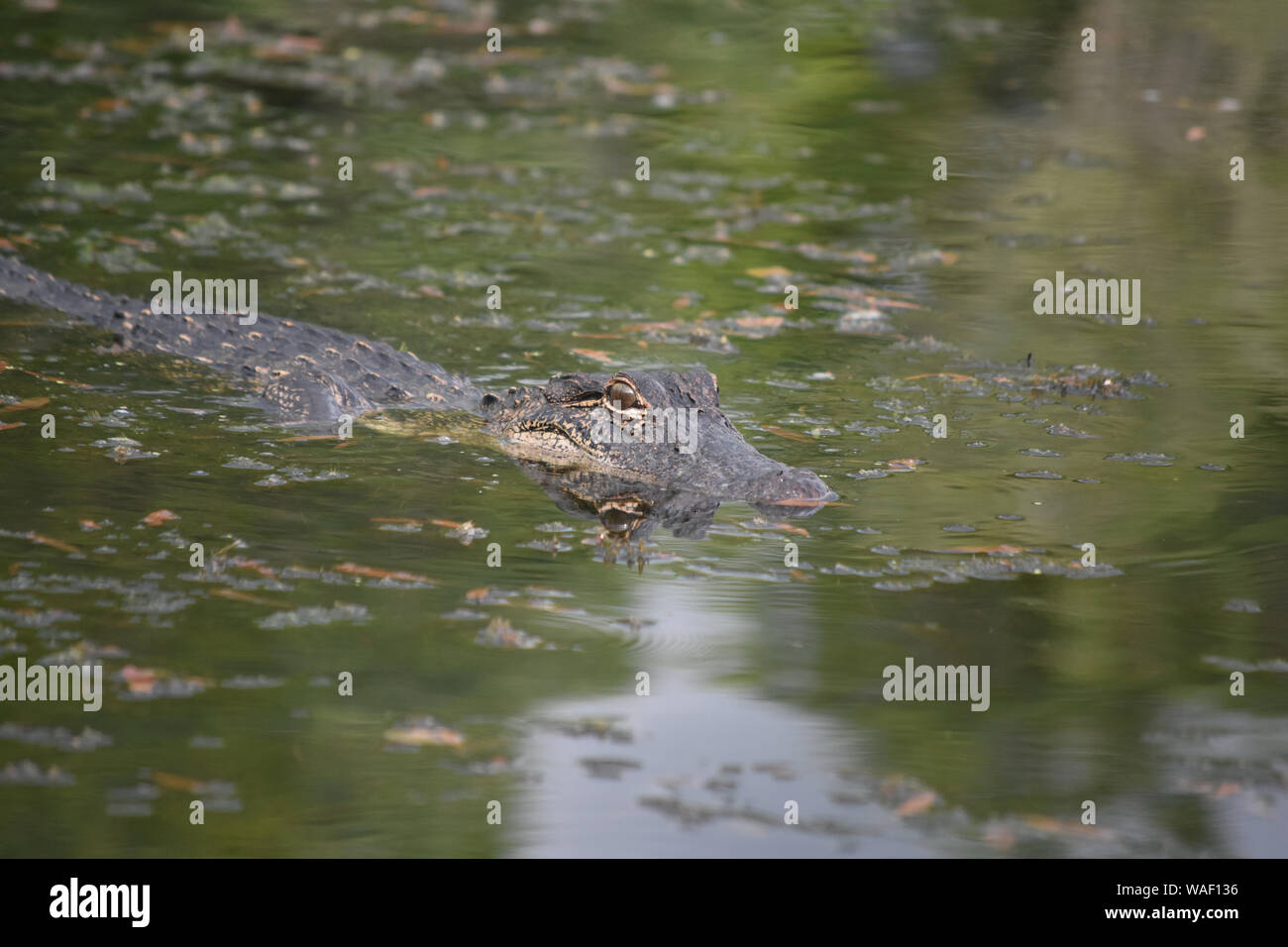 Alligator with his face reflected in the water's surface Stock Photo ...