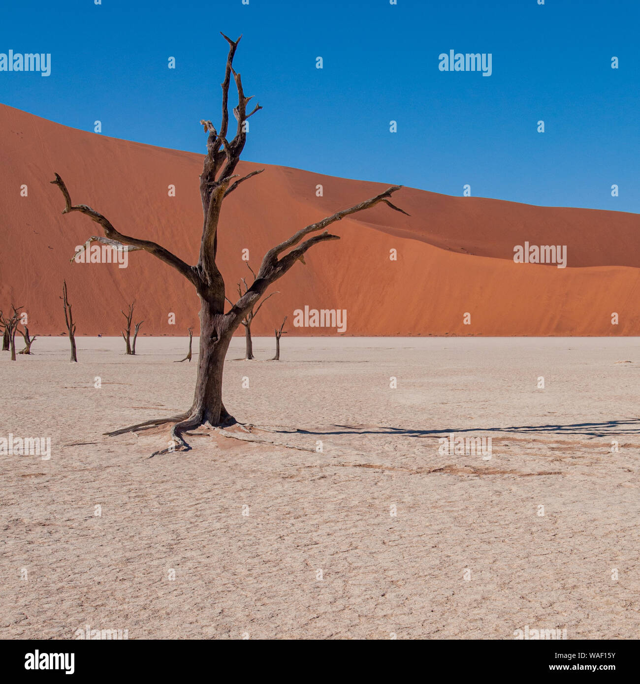 Camel square hi-res stock photography and images - Alamy