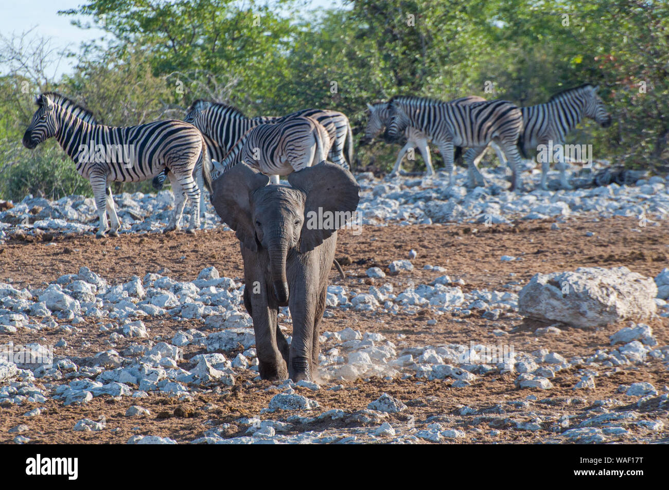 Baby elephant young vulnerable animal hi-res stock photography and ...