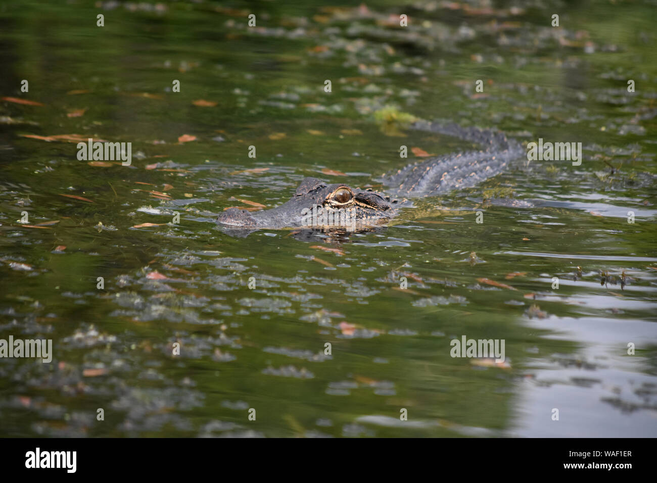 Southern Louisiana Bayou with a stalking alligator Stock Photo - Alamy