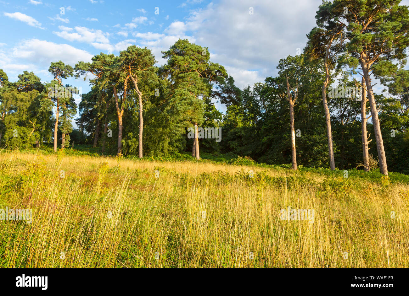 Heathland vegetation with Scots pine tree, Pinus sylvestris, Sutton ...