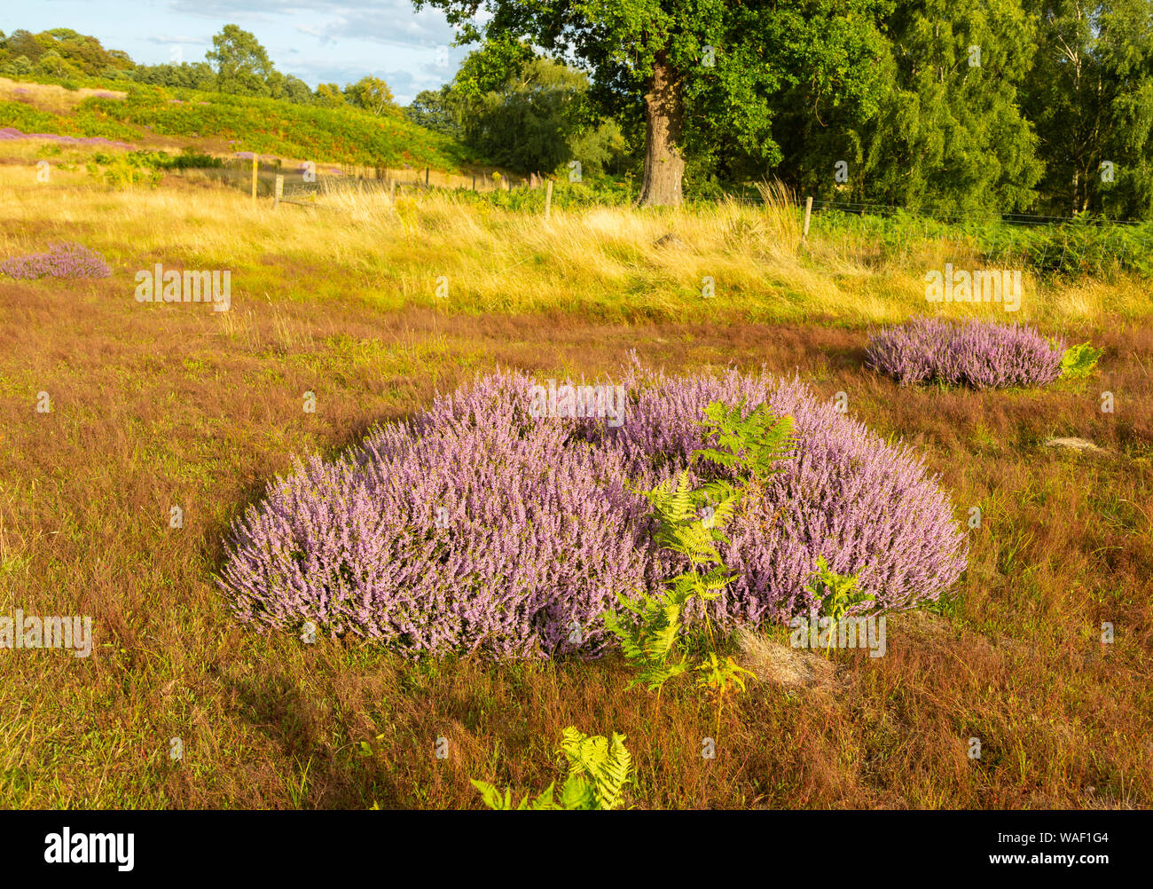 Heathland vegetation with heather in flower, Calluna vulgaris, Sutton ...