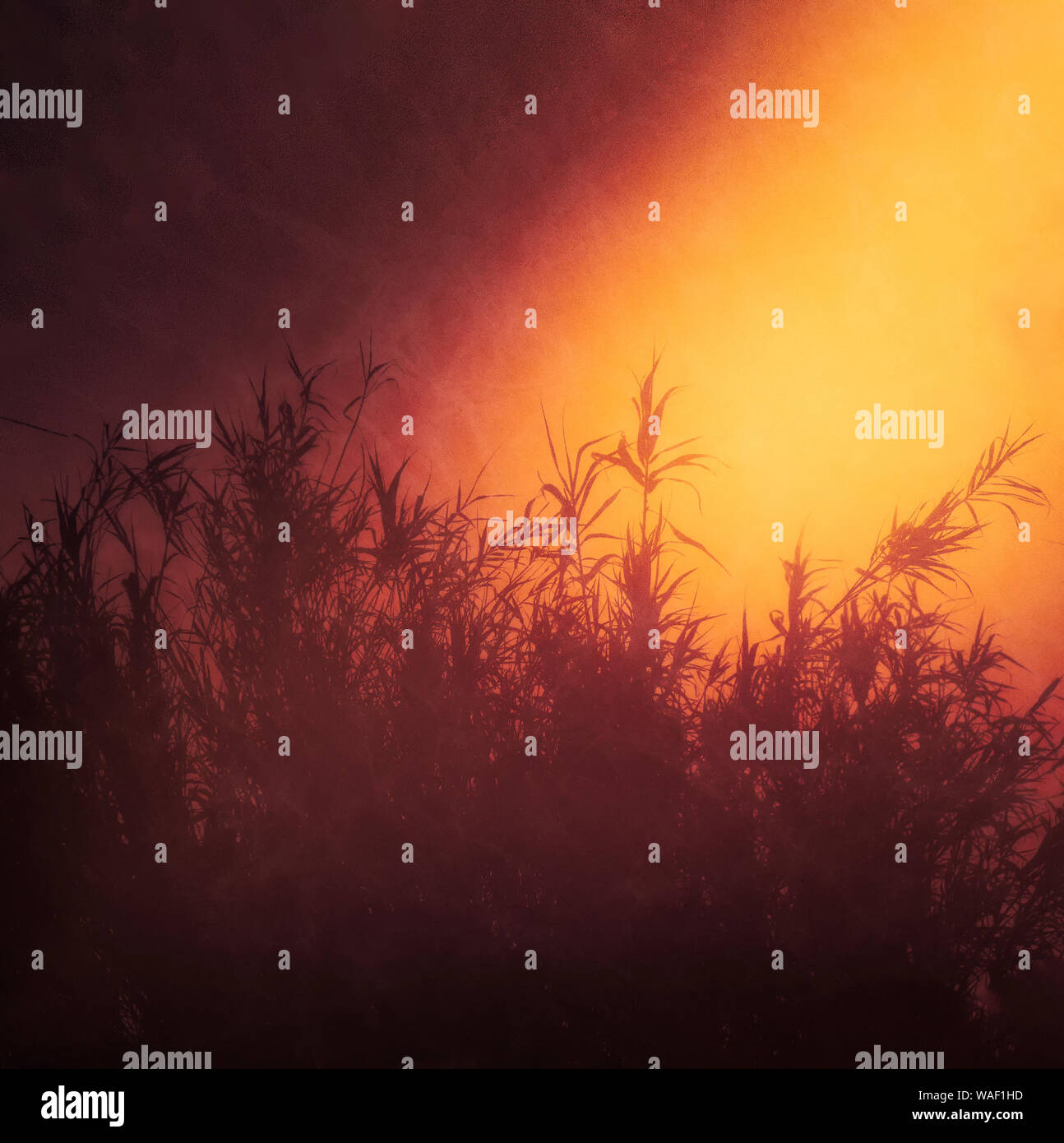 Book Cover Art - Corn Field Stock Photo - Alamy