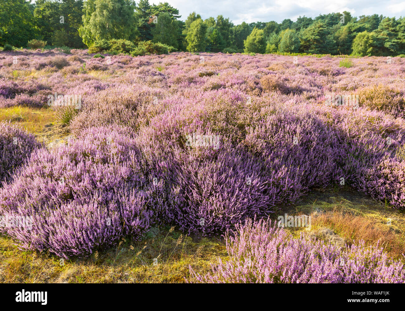 Heathland vegetation with heather in flower, Calluna vulgaris, Sutton ...