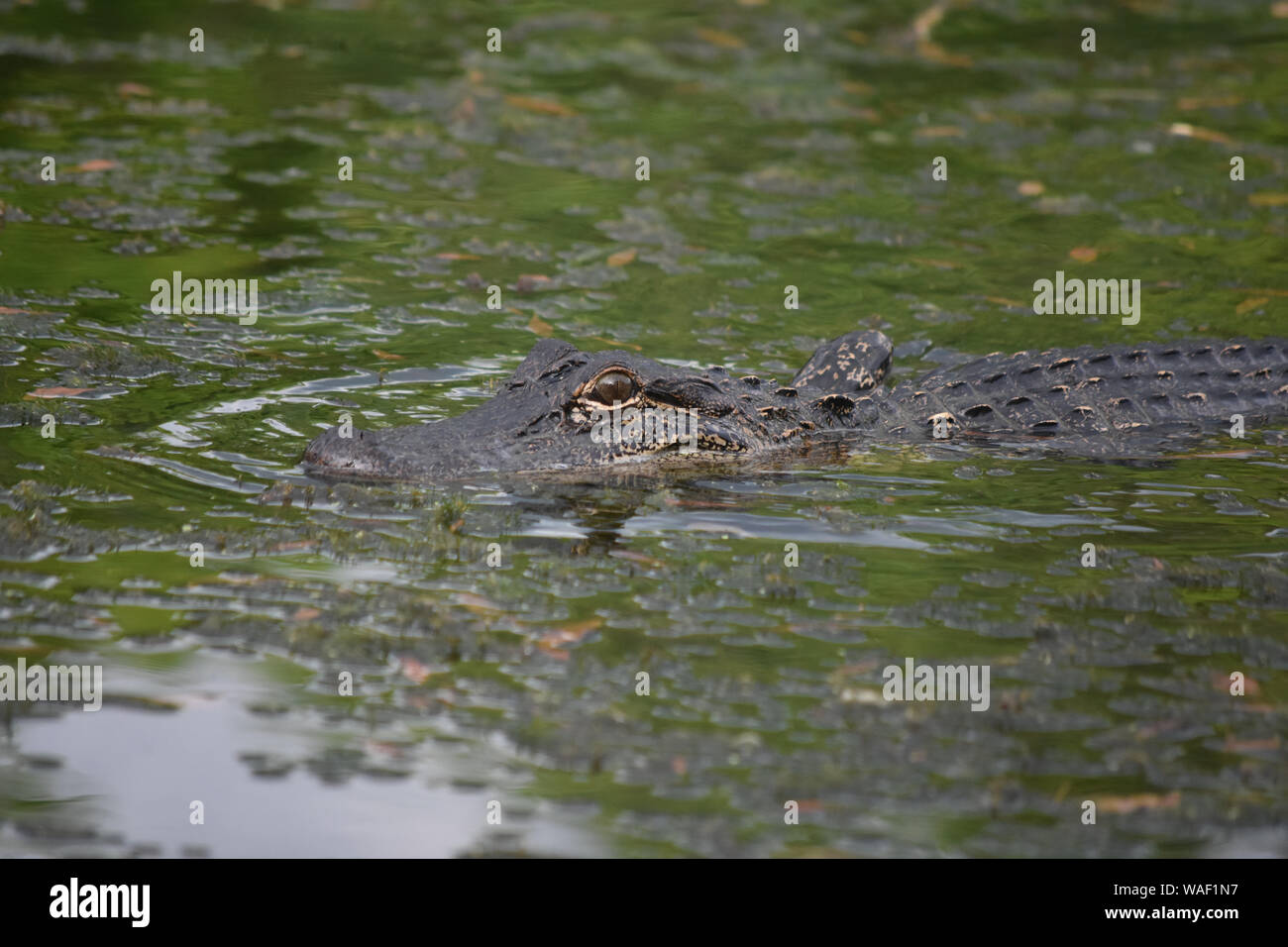 Alligator moving through a shallow marsh in Southern Louisiana Stock ...