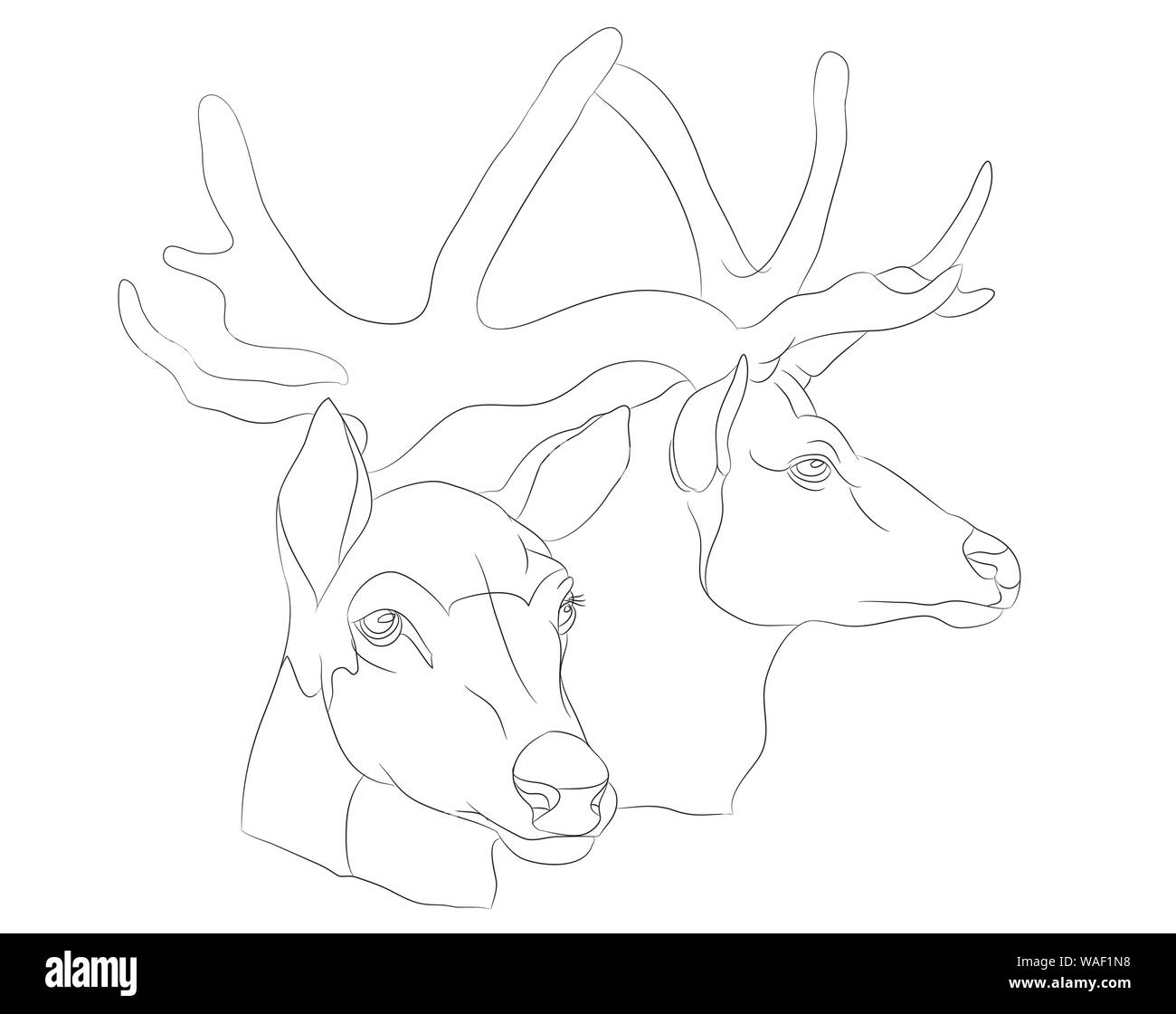 deer portrait lines, vector, white background Stock Vector Image & Art ...