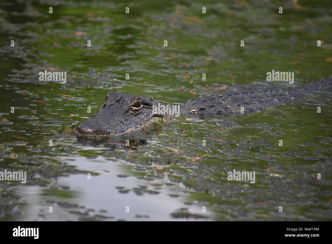 Alligators moving through the swamp water in Louisiana Stock Photo - Alamy