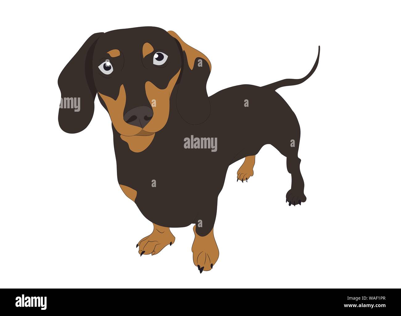 dog is a brown vector, White background Stock Vector Image & Art - Alamy