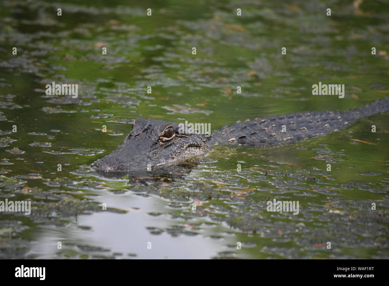 Barataria preserve wetlands hi-res stock photography and images - Alamy