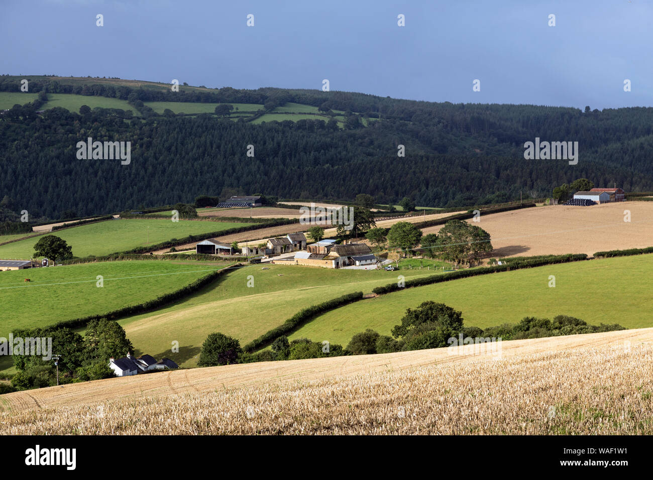 Devon farm,Plantation, Tractor, Corn, Corn - Crop, Agricultural Field ...