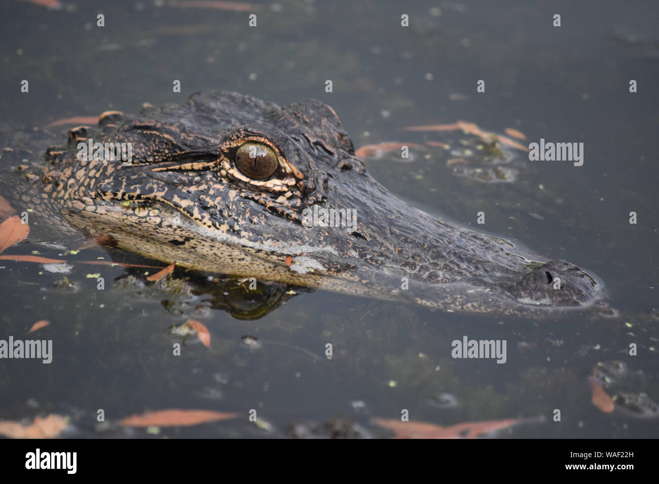 Looking into the face of an alligator in Louisiana Stock Photo - Alamy