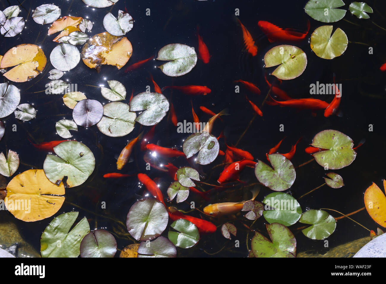 Goldfish Texture High Resolution Stock Photography and Images - Alamy