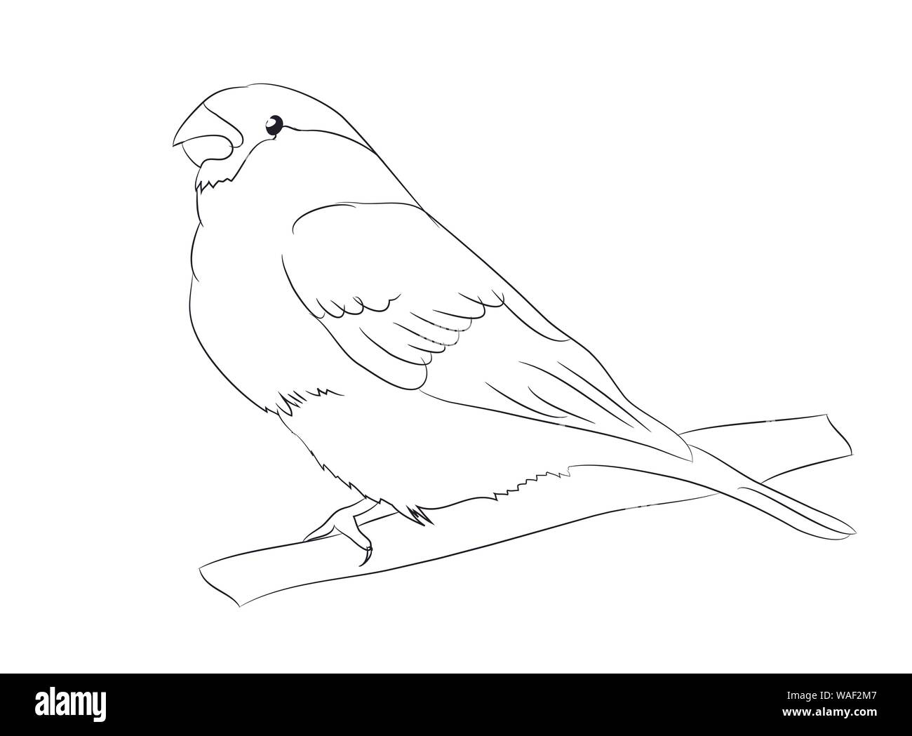 Summer white lines Stock Vector Images - Alamy