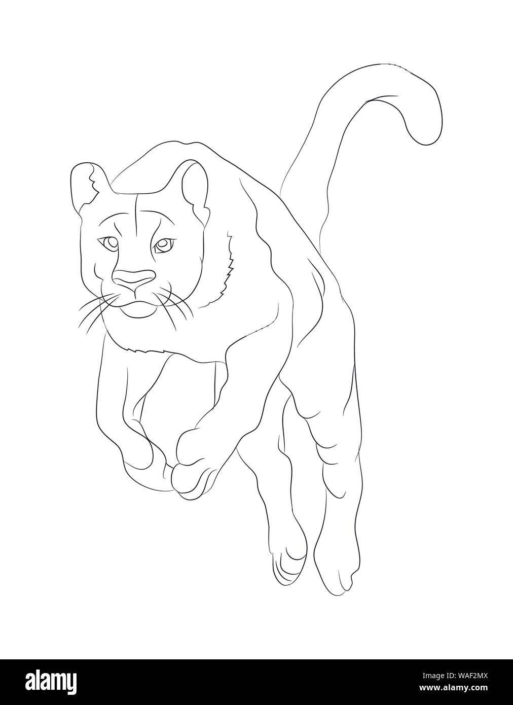 vector illustration lioness lines, outline, vector, white background ...