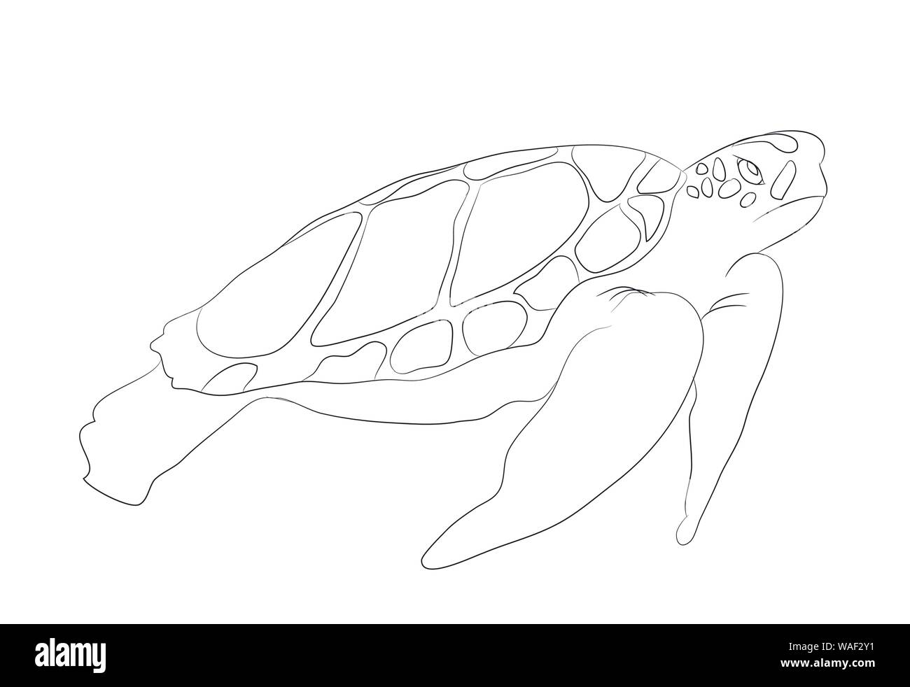 turtle swims drawing lines, vector, white background Stock Vector Image ...