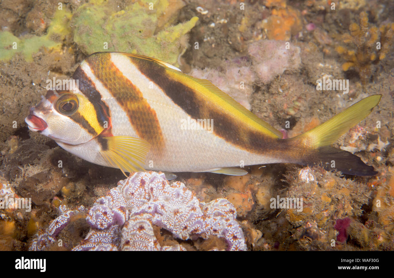 Crested morwong hi-res stock photography and images - Alamy