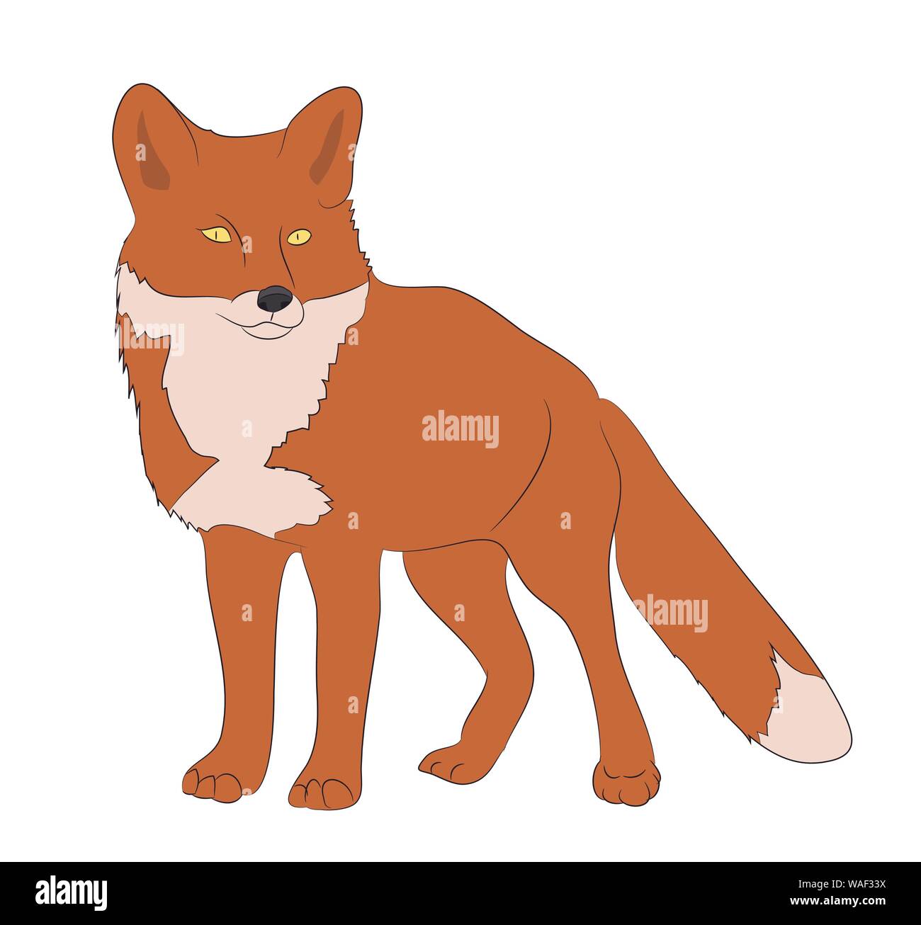 Fox Color Drawings