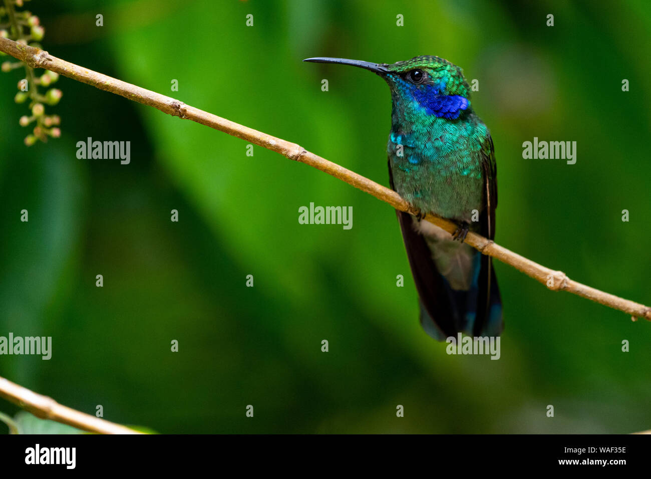 Lesser violetear (Colibri cyanotus Stock Photo - Alamy
