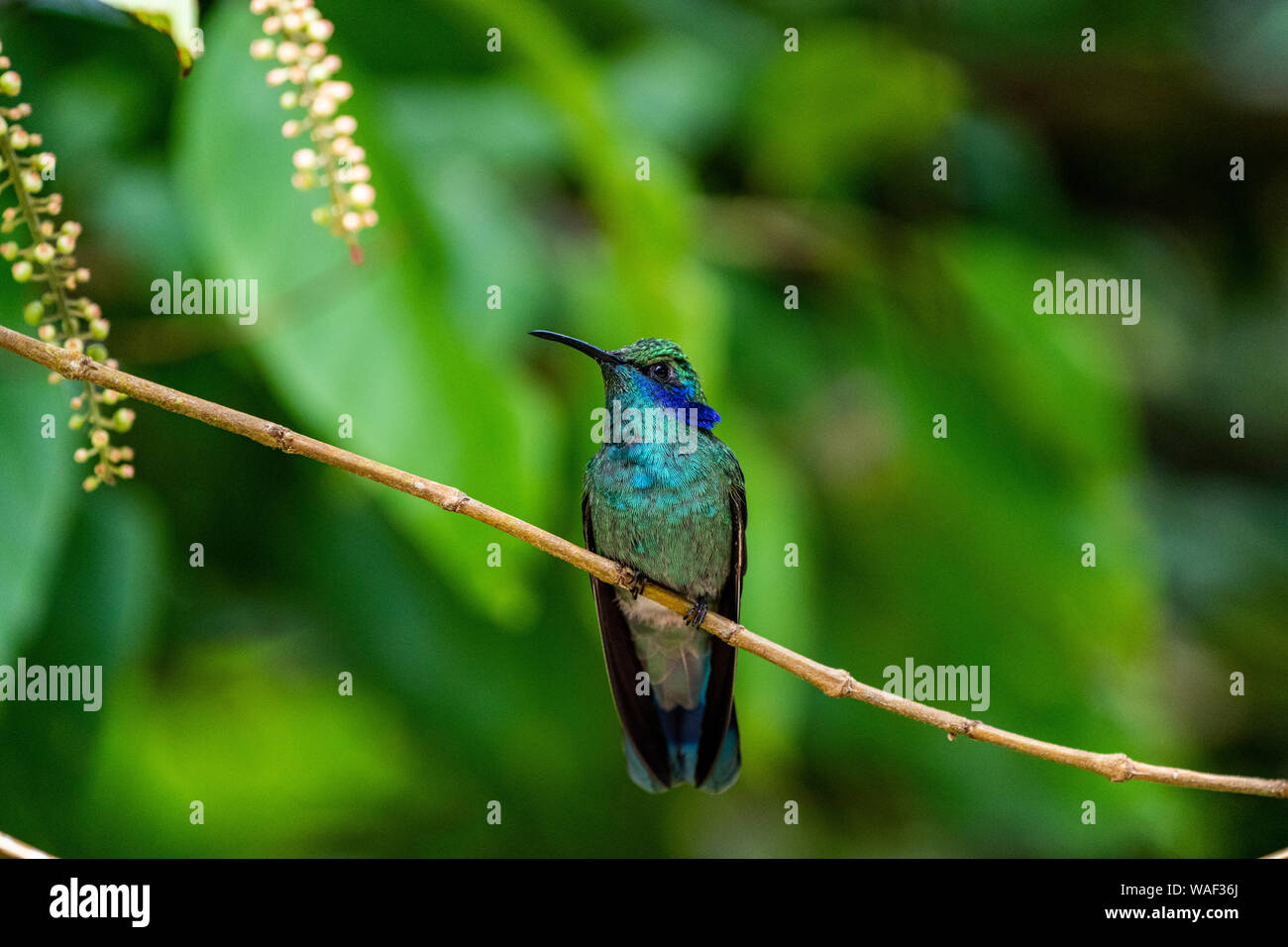 Lesser violetear (Colibri cyanotus Stock Photo - Alamy