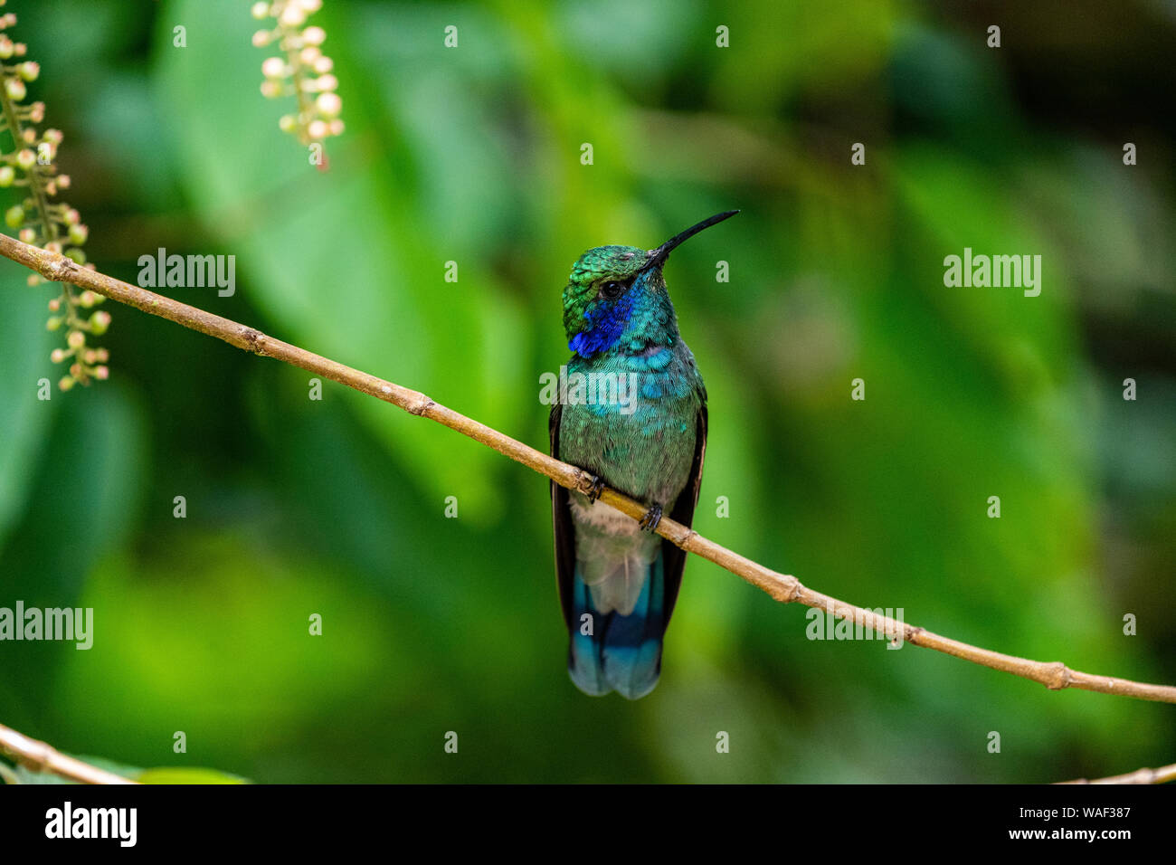 Lesser violetear (Colibri cyanotus Stock Photo - Alamy