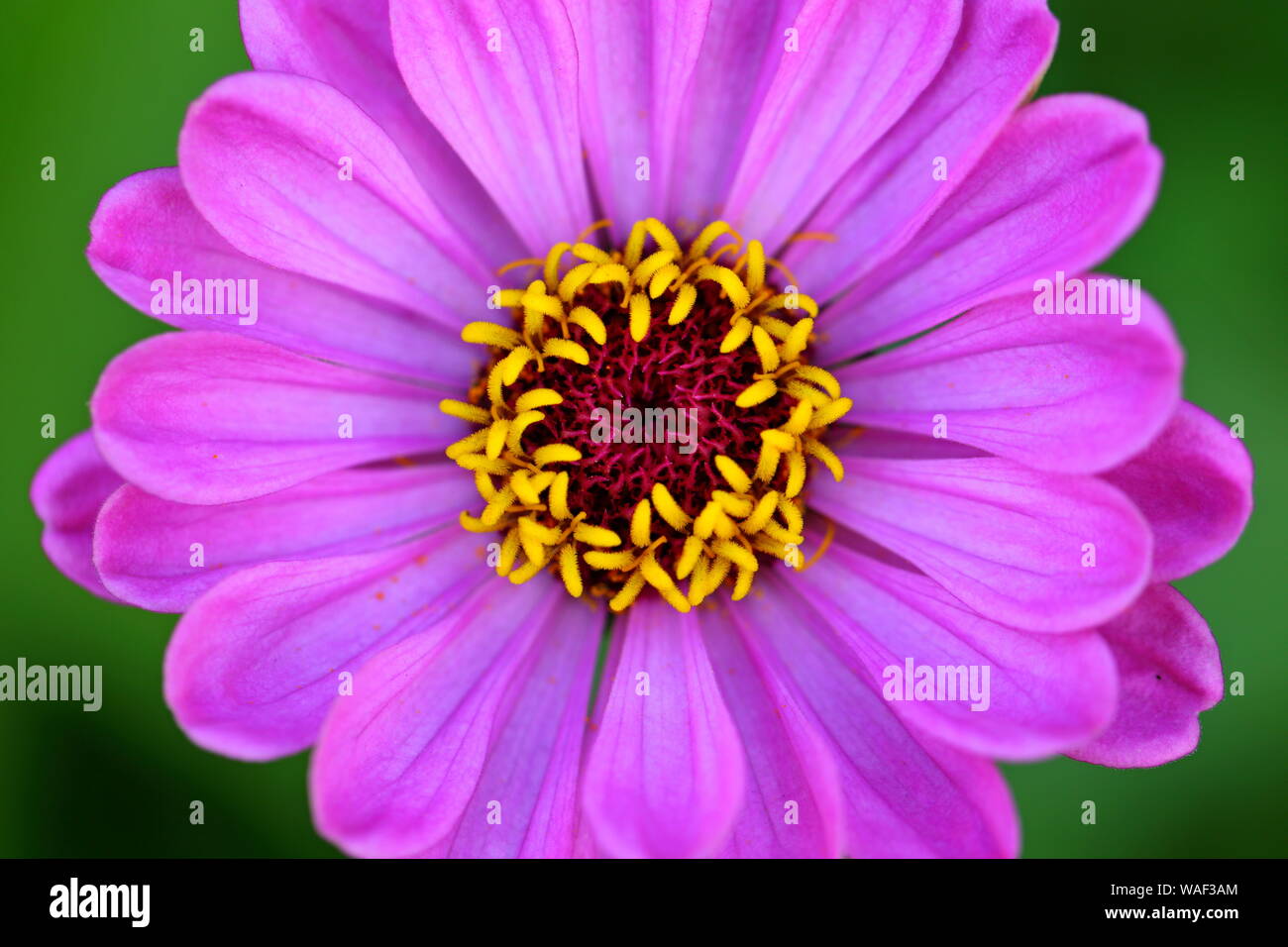 Close up beautiful daisy flower in the garden Stock Photo - Alamy