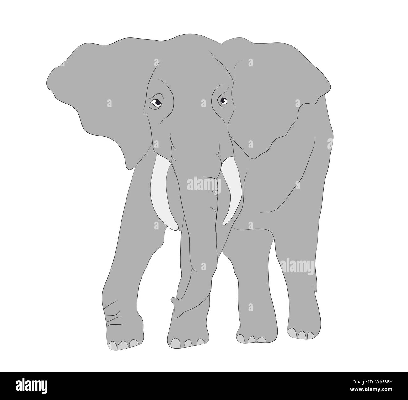 gray elephant walks vector, white background, vector Stock Vector Image ...