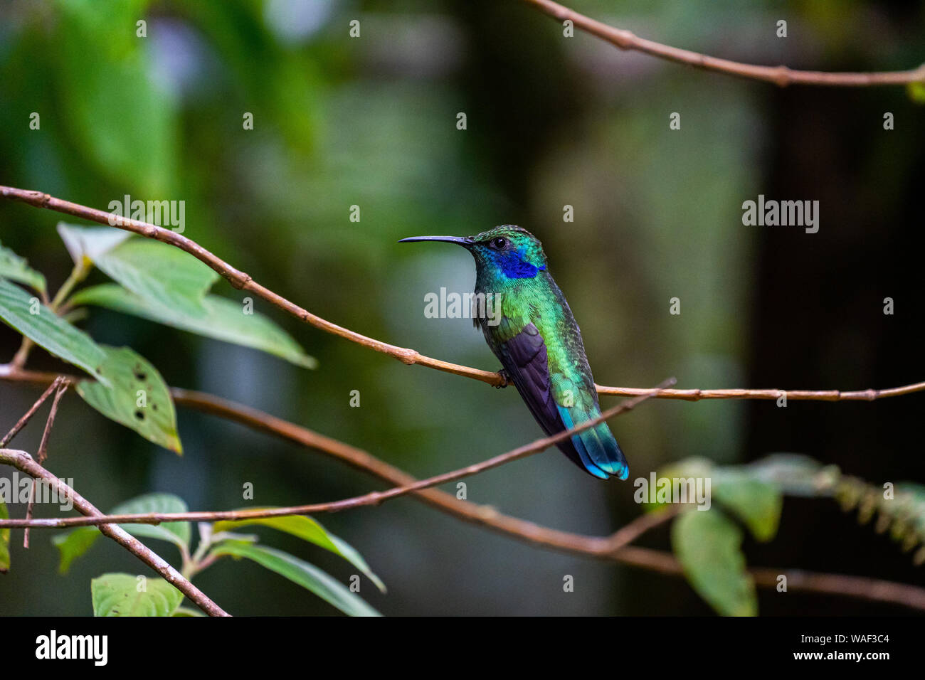 Lesser violetear (Colibri cyanotus Stock Photo - Alamy