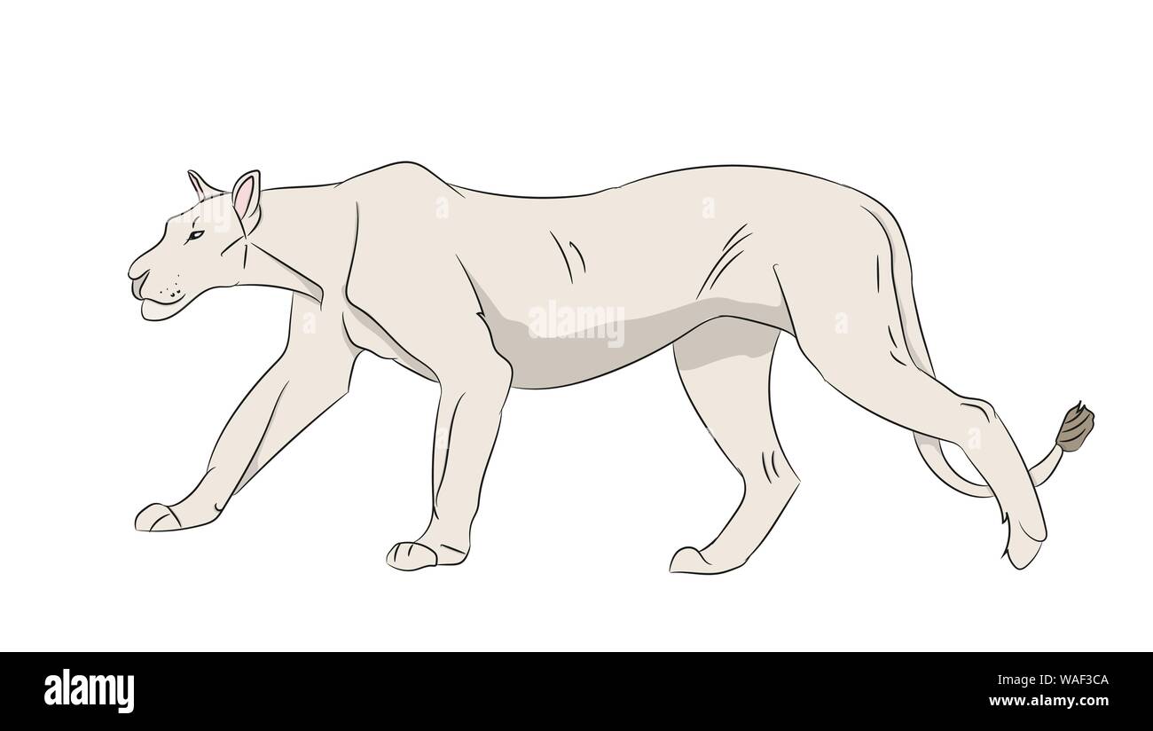 lioness color, vector, white background Stock Vector Image & Art - Alamy