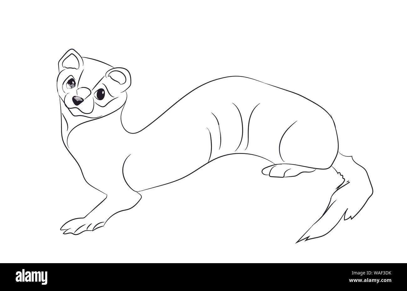 marten line, vector, white background Stock Vector Image & Art - Alamy