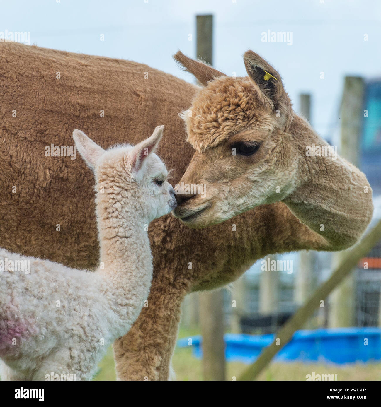 Alpaca hi-res stock photography and images - Alamy