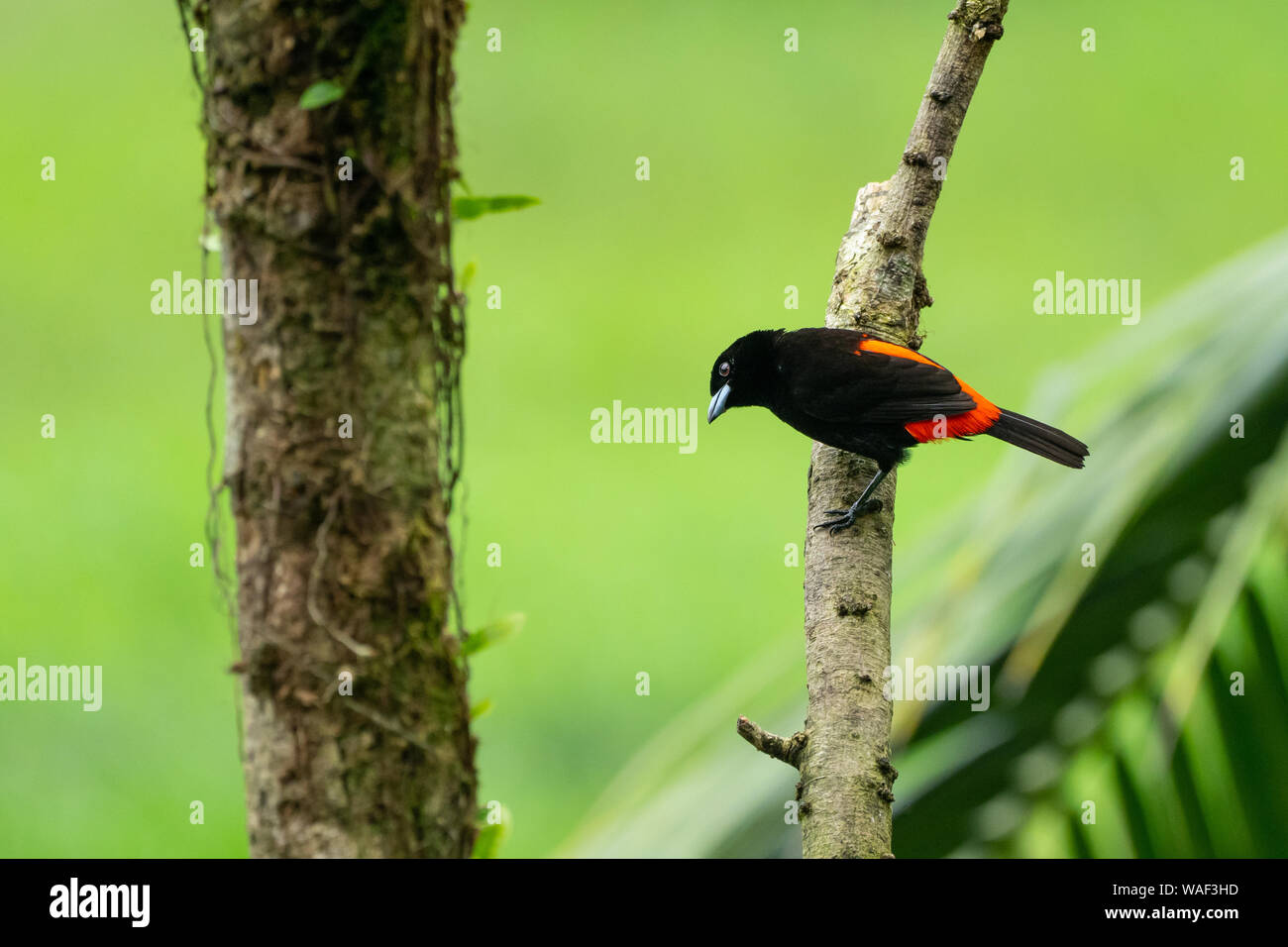 Scarlet -rumped Tanager Stock Photo - Alamy