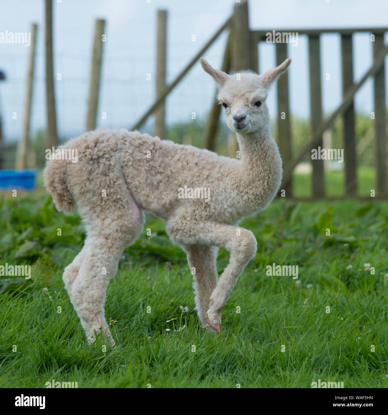 Cria alpaca hi-res stock photography and images - Alamy