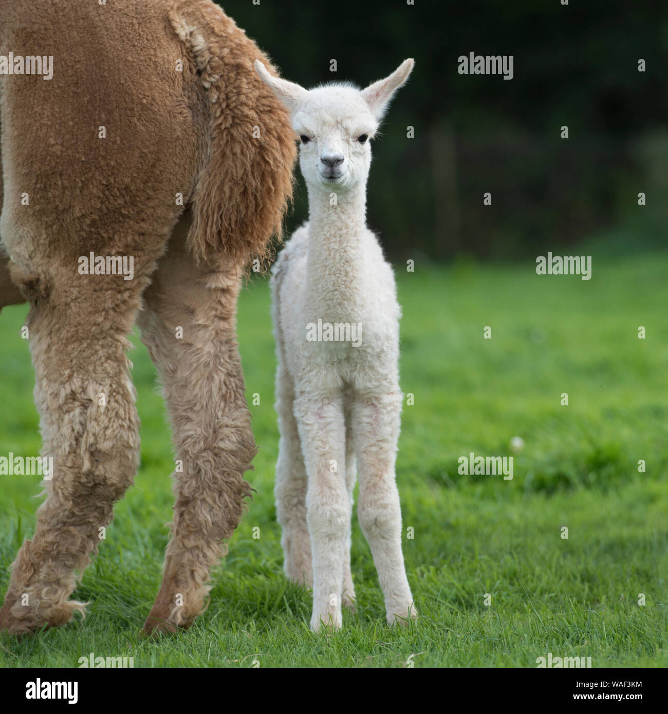 Alpaca cria hi-res stock photography and images - Alamy