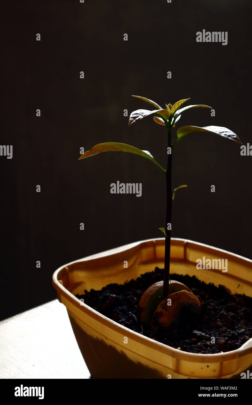Photo of an avocado tree sprout from an avocado seed Stock Photo - Alamy