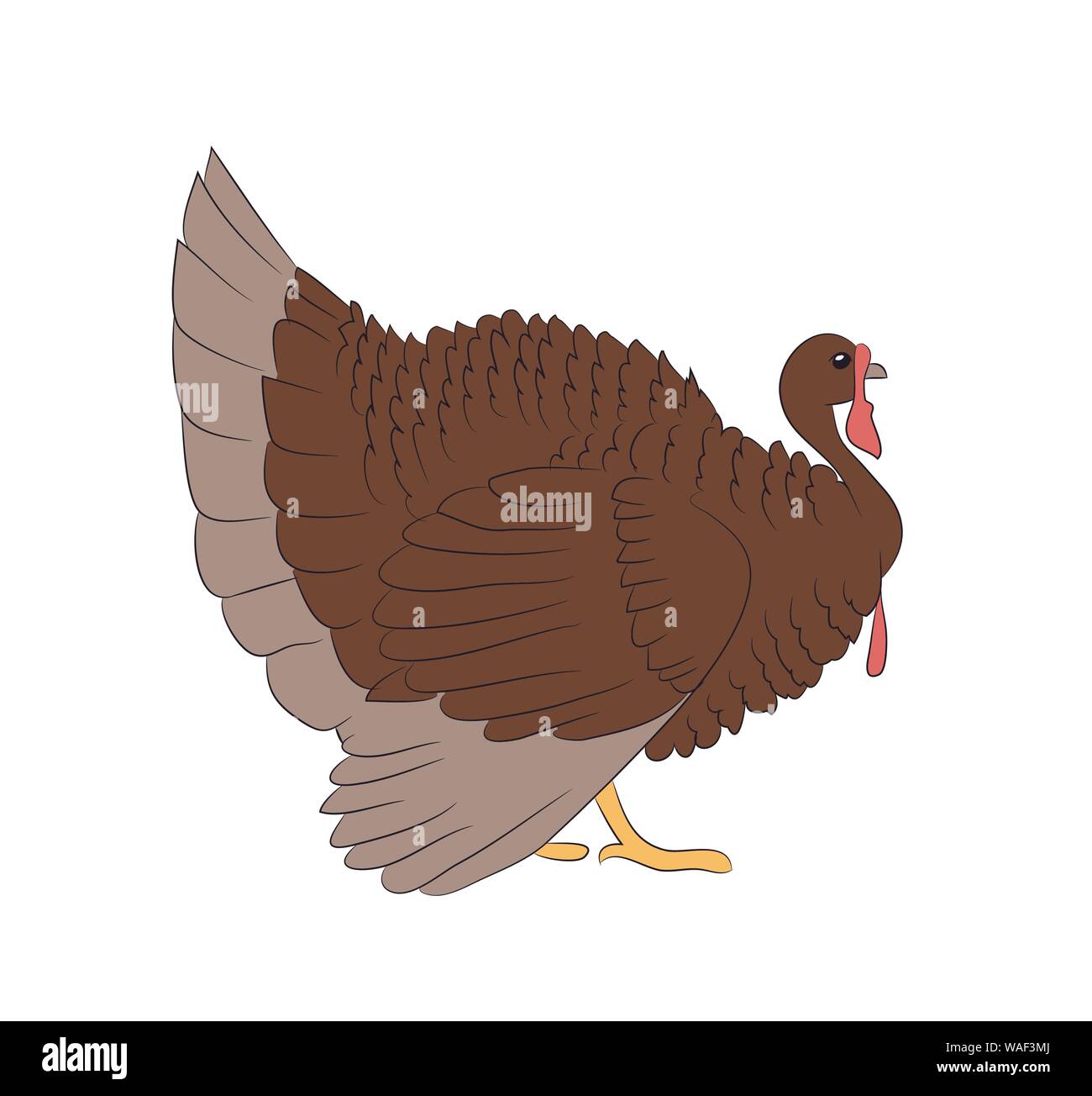 Turkey Tail Feathers Vector