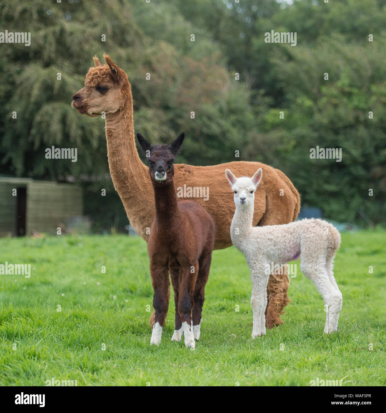 Dife view hi-res stock photography and images - Alamy