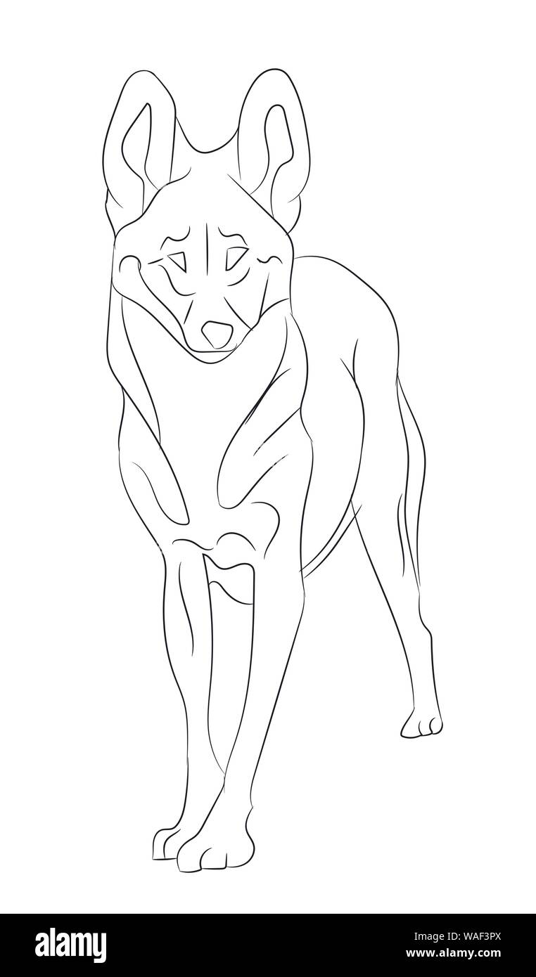 Wolf front view Stock Vector Images - Alamy