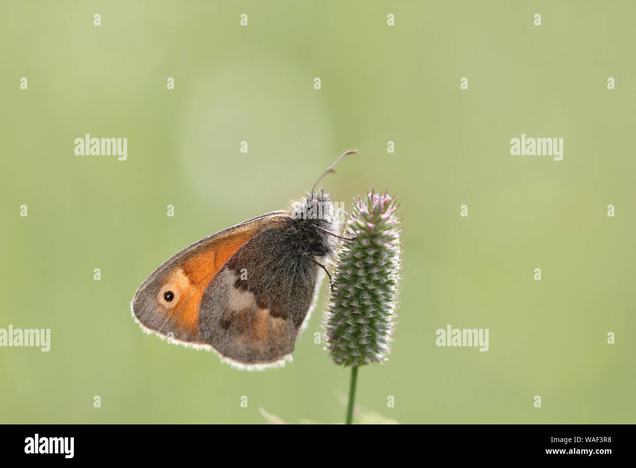 Nymphalid butterfly nymphalidae hi-res stock photography and images - Alamy