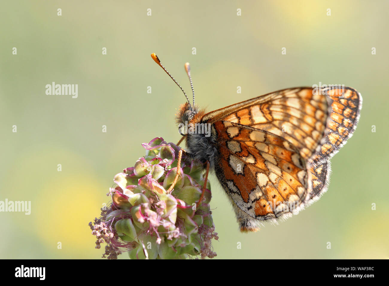 Marsh fritillary butterfly hi-res stock photography and images - Alamy