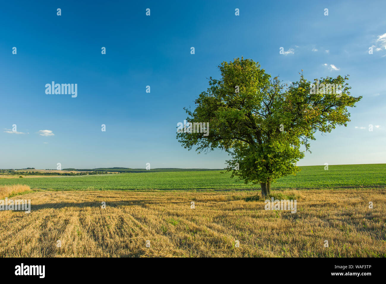 Large deciduous tree hi-res stock photography and images - Alamy