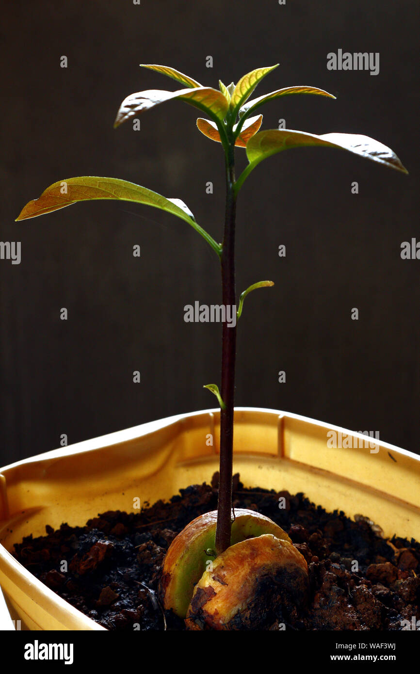 Photo of an avocado tree sprout from an avocado seed Stock Photo - Alamy