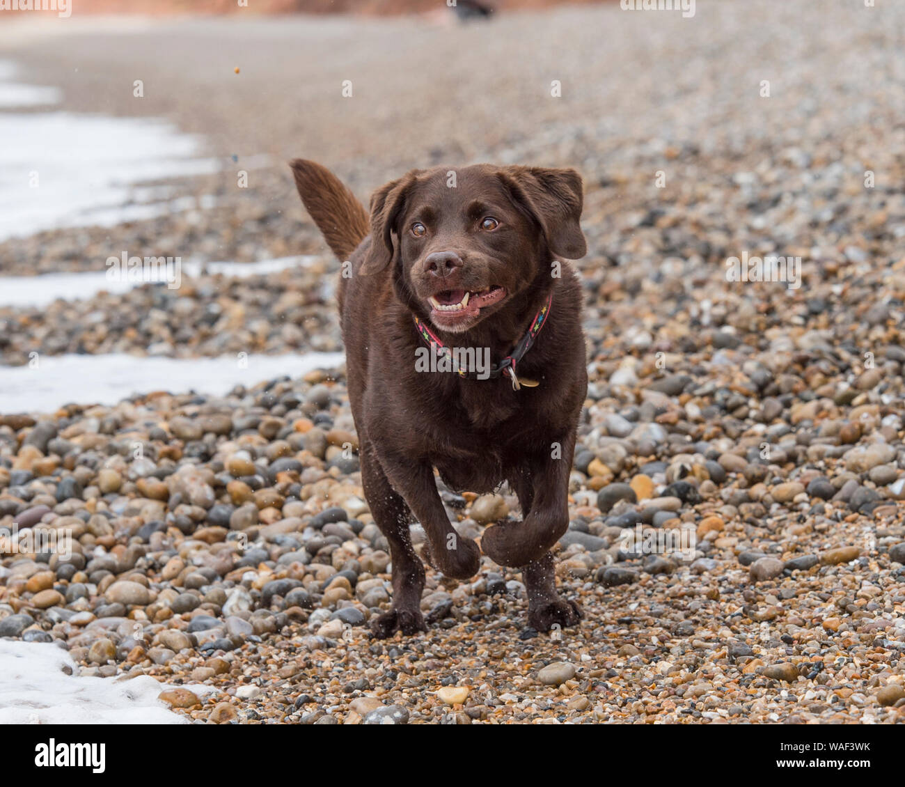 chocolate labrador retriever dog Stock Photo - Alamy