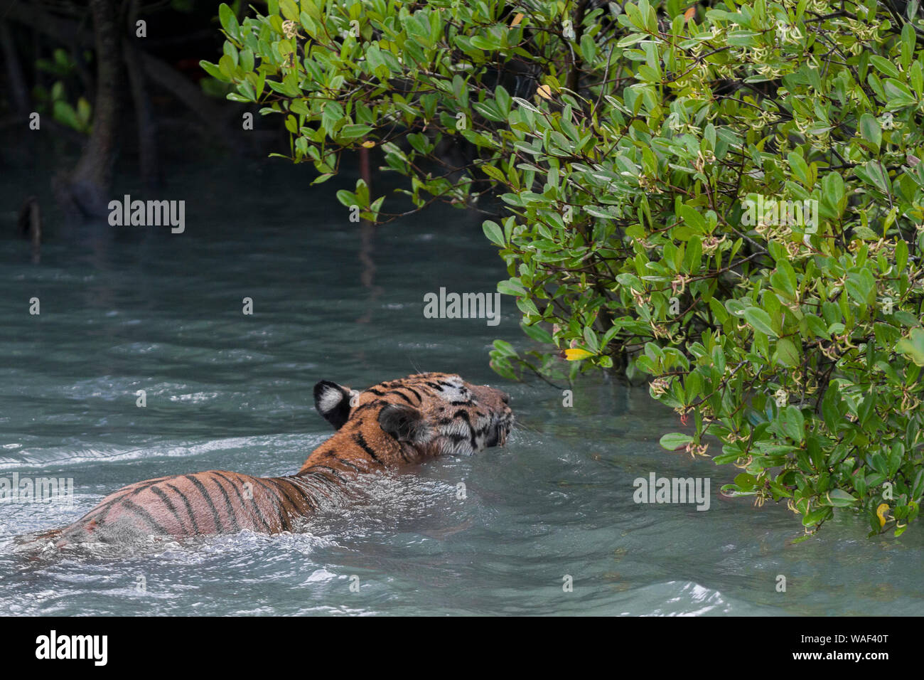 Adult male tiger reaching the forest edge after swimming in high tide ...