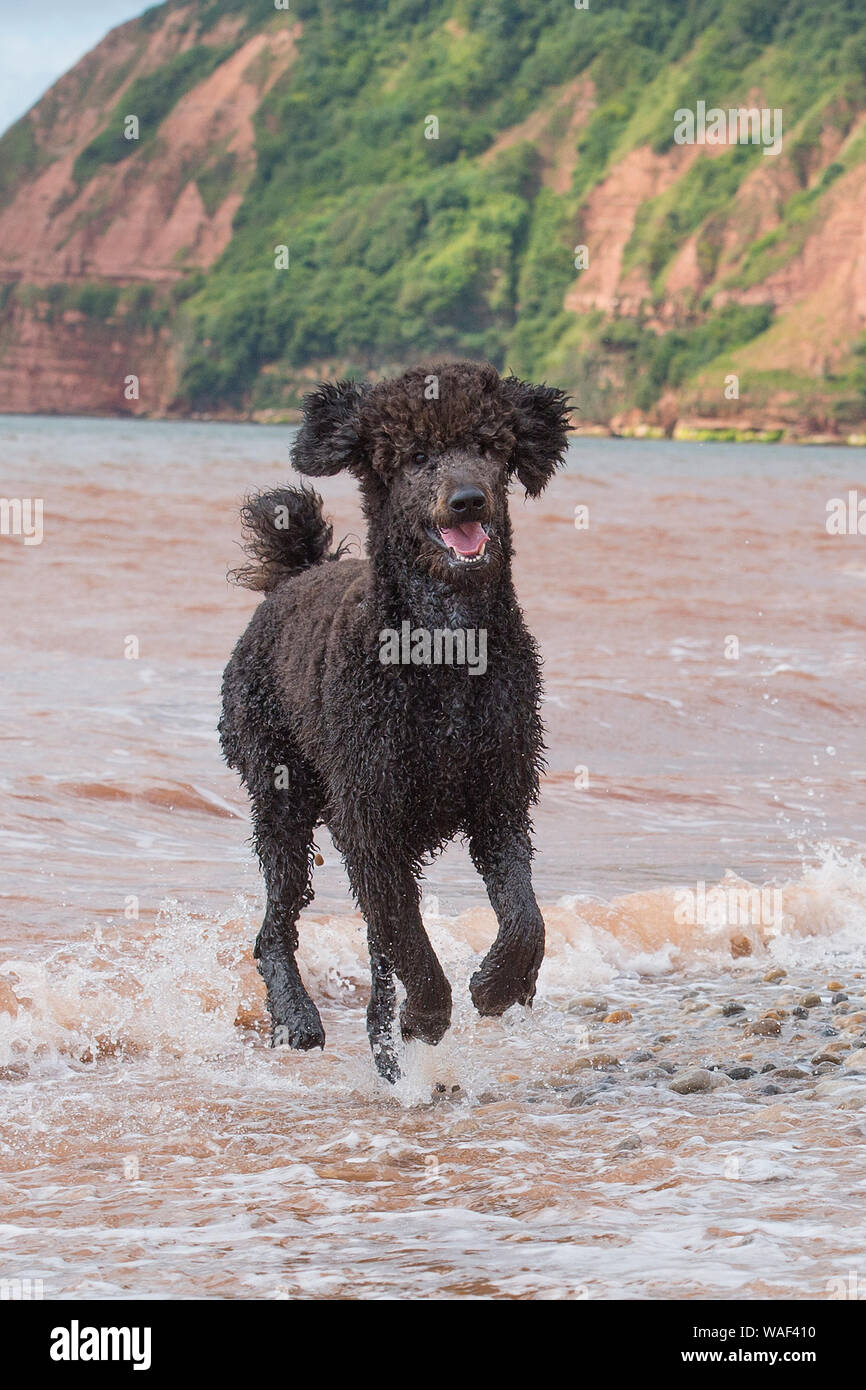Can Poodles Swim In Cold Water