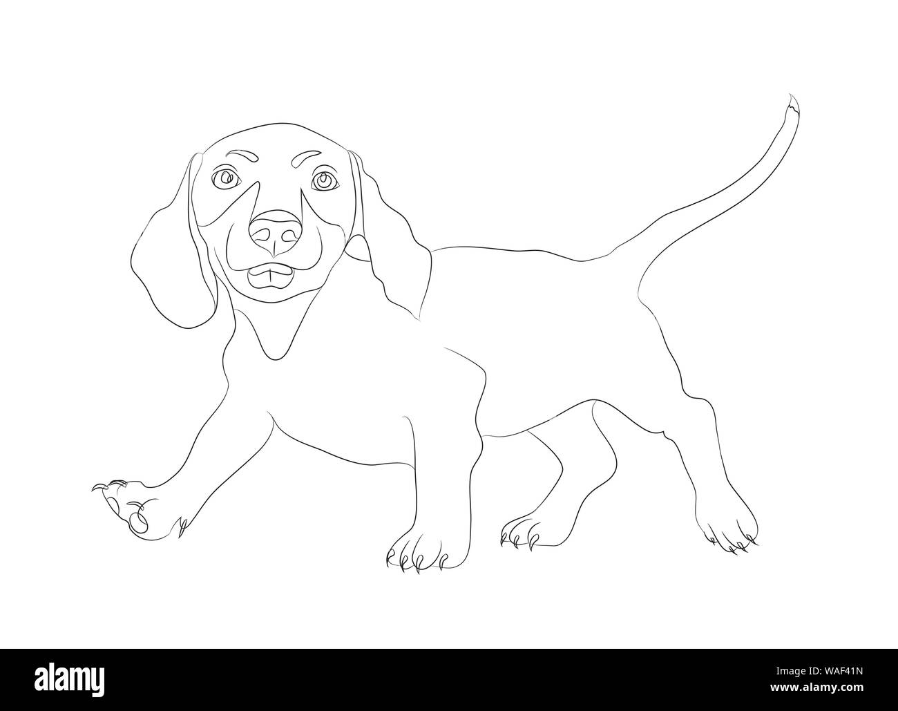 dachshund stands dog lines, vector, white background Stock Vector Image ...
