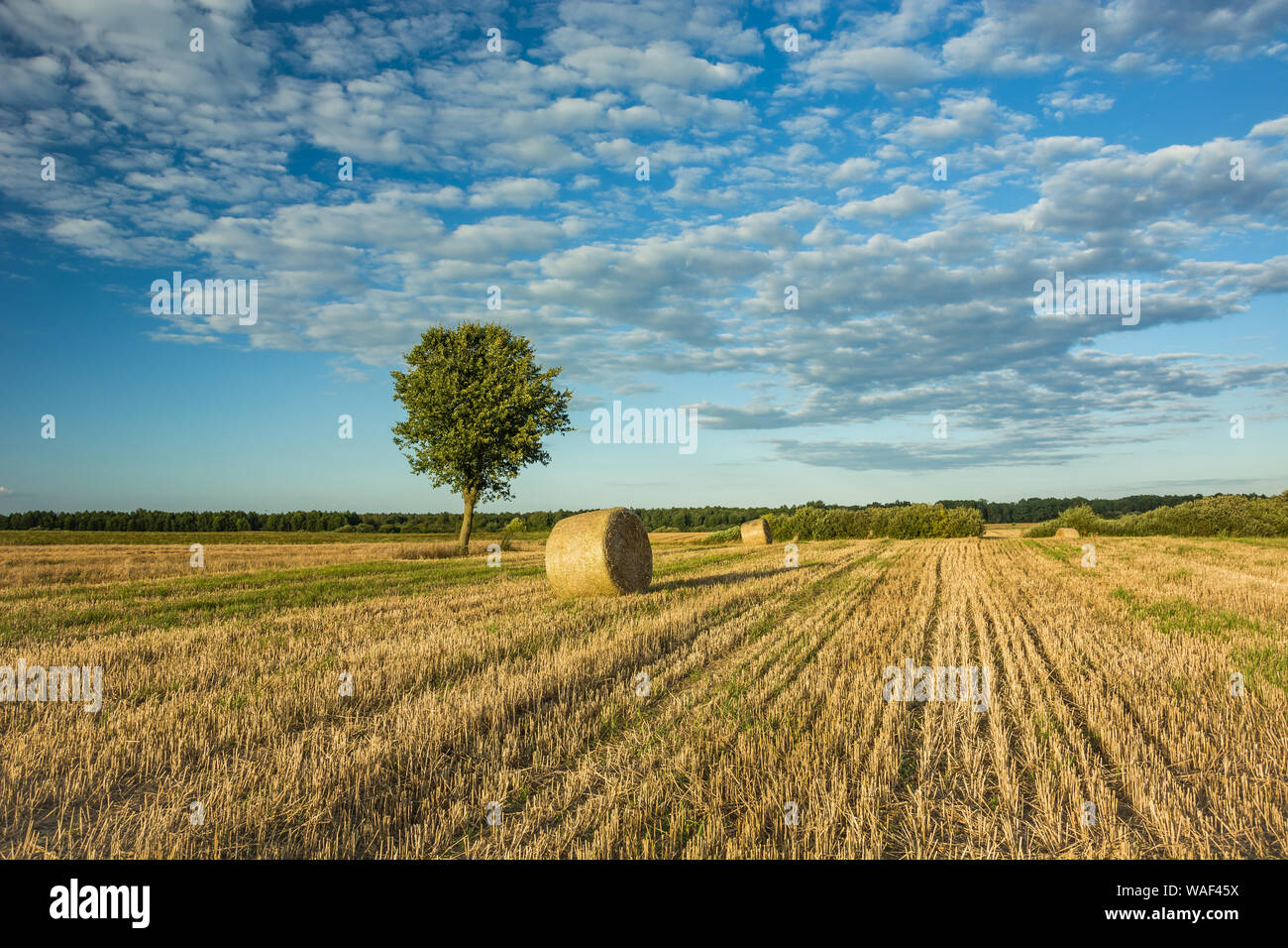 Lonely tree hay bale hi-res stock photography and images - Alamy