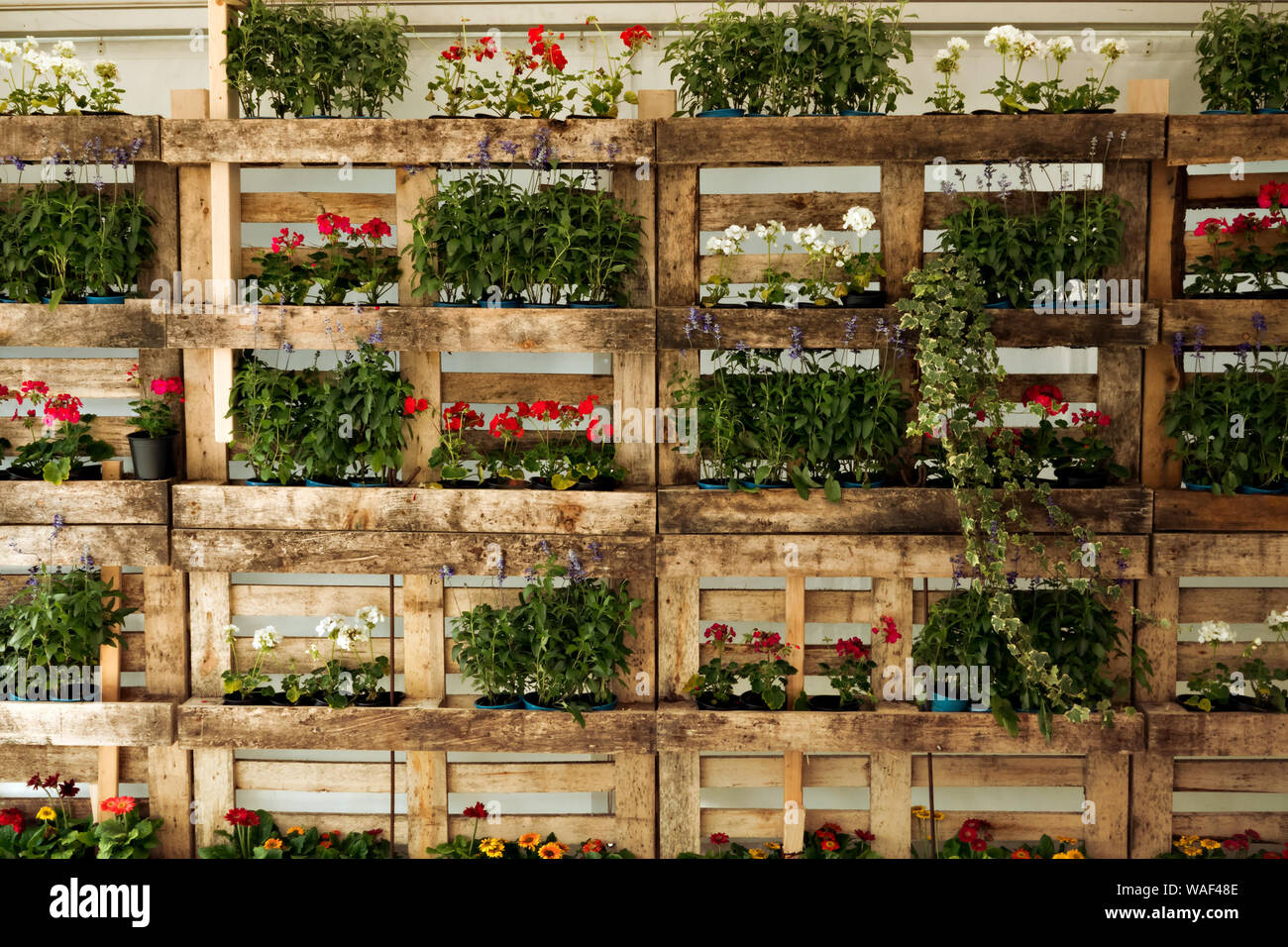 Pallets plants hi-res stock photography and images - Alamy