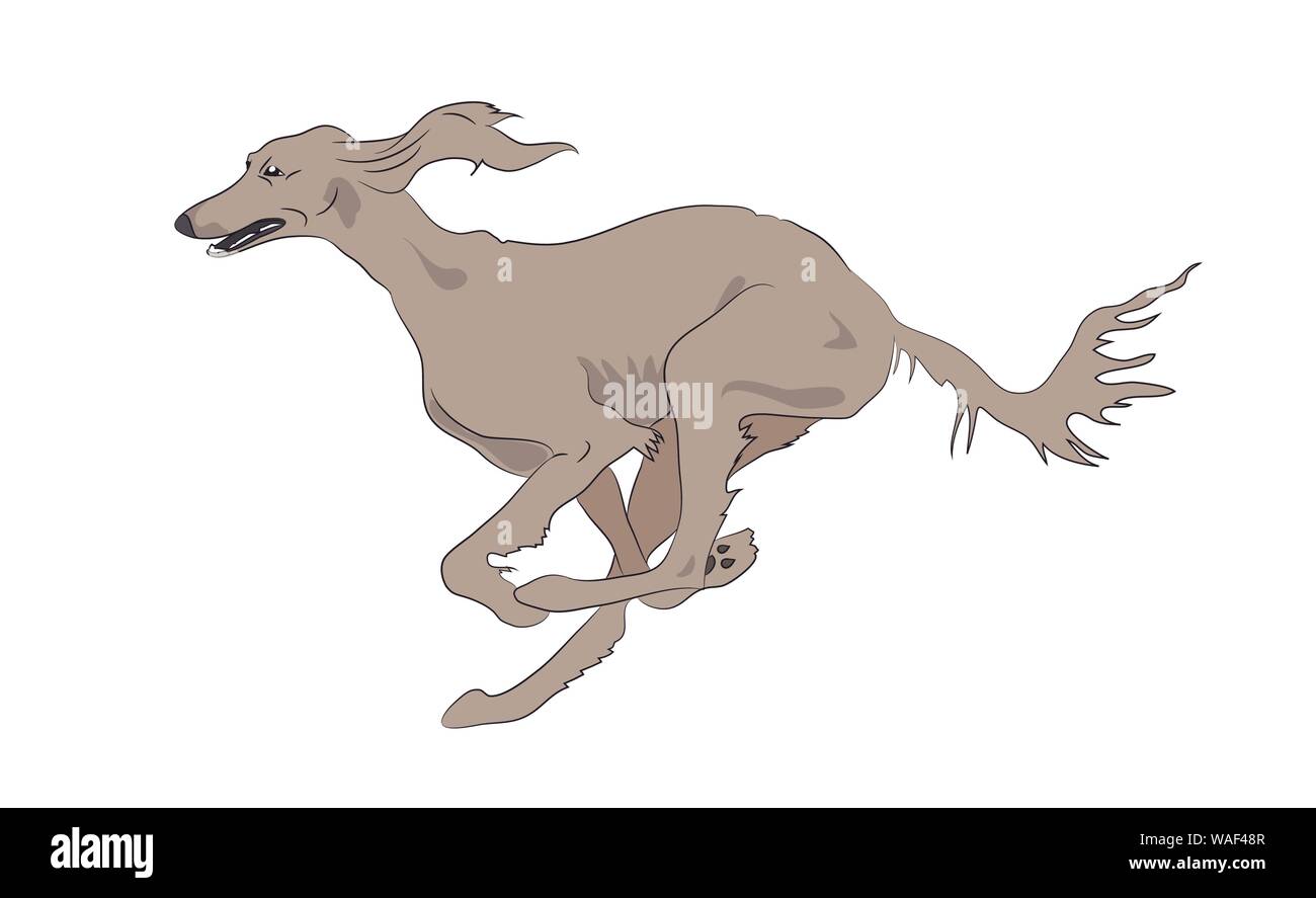 dog running color, vector, white background, vector Stock Vector Image ...