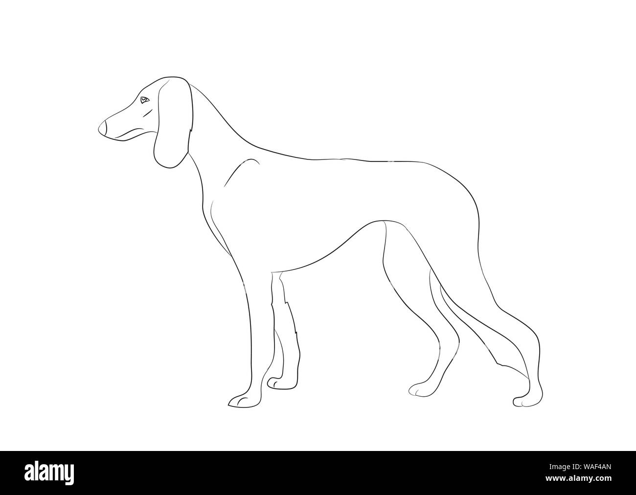 dog stands lines, vector, white background, dog stands Stock Vector ...