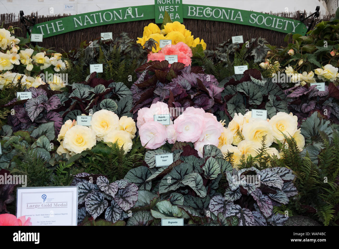 National begonia society hi-res stock photography and images - Alamy